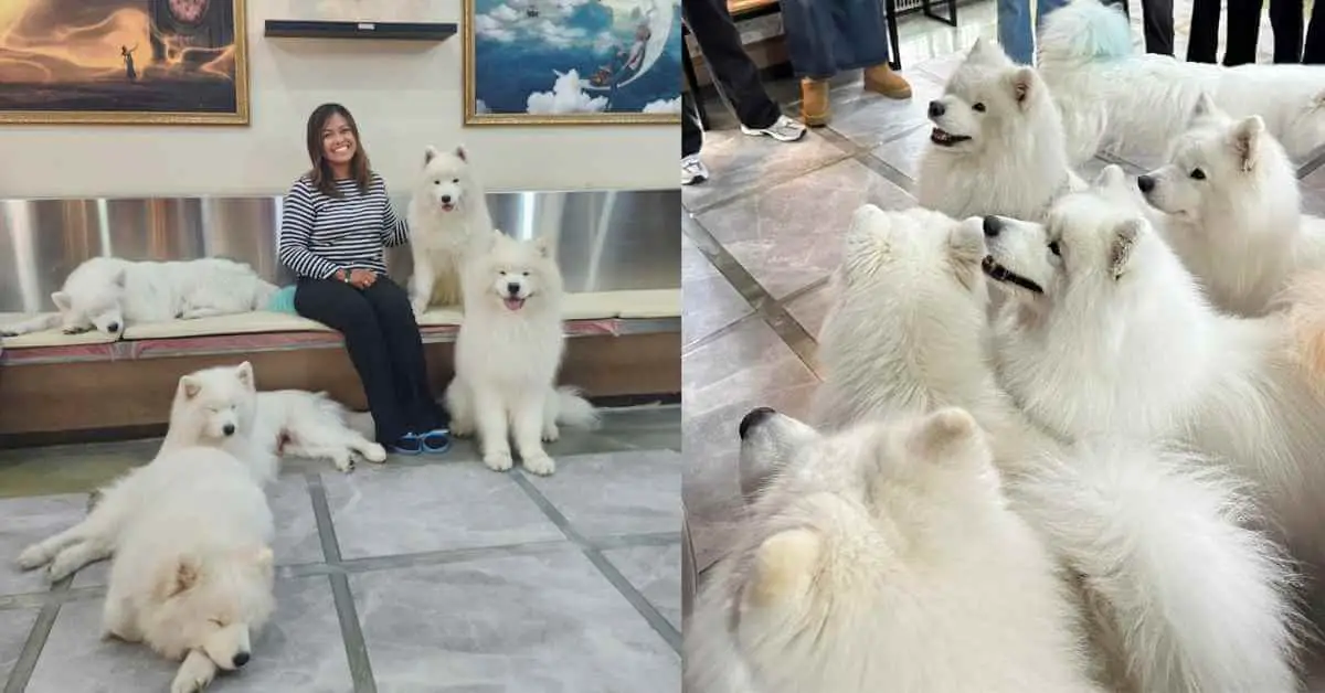 Samoyed Cafe in Hongdae: Must Visit Cafe for Dog Lovers - The Nurse Who ...