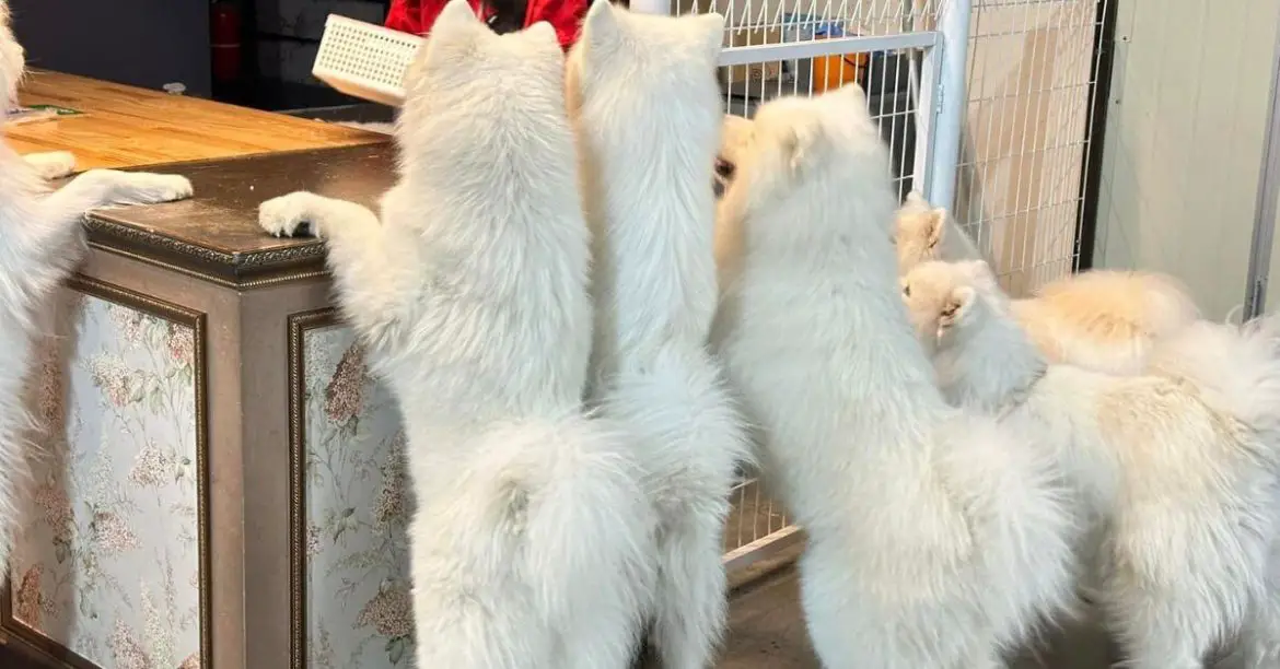 Samoyed Cafe in Hongdae: Must Visit Cafe for Dog Lovers - The Nurse Who ...
